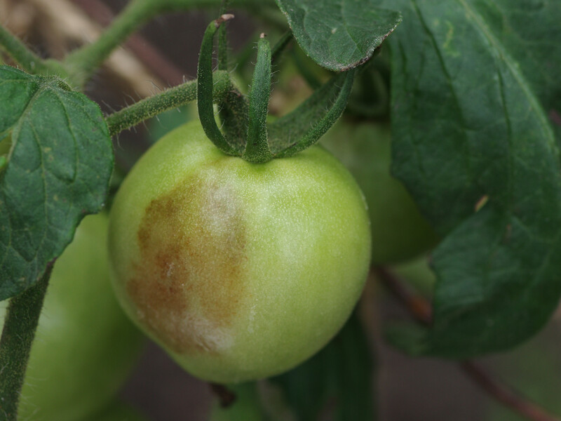 Досвідчені городники розповіли як урятувати врожай від вершинної гнилі із цих помідорів