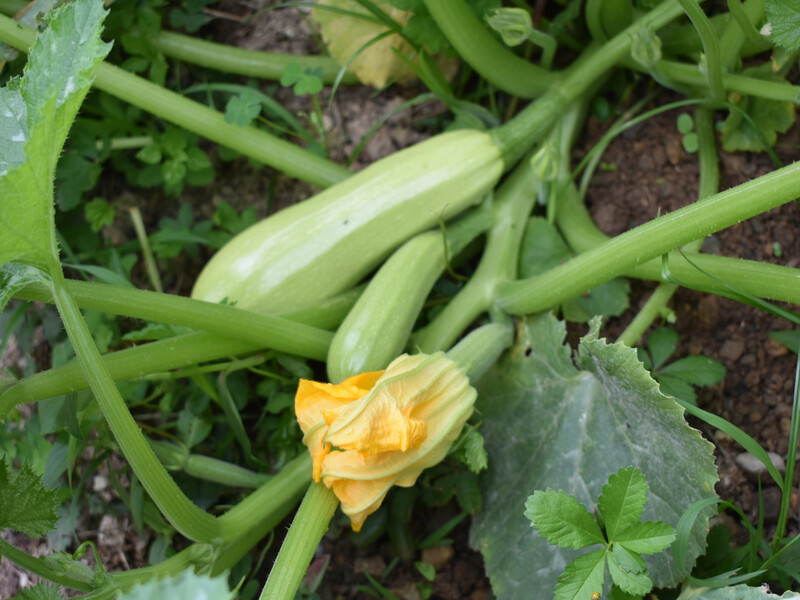 Після цього кабачки завалять урожаєм Городники розповіли головні правила поливу овочів у липні