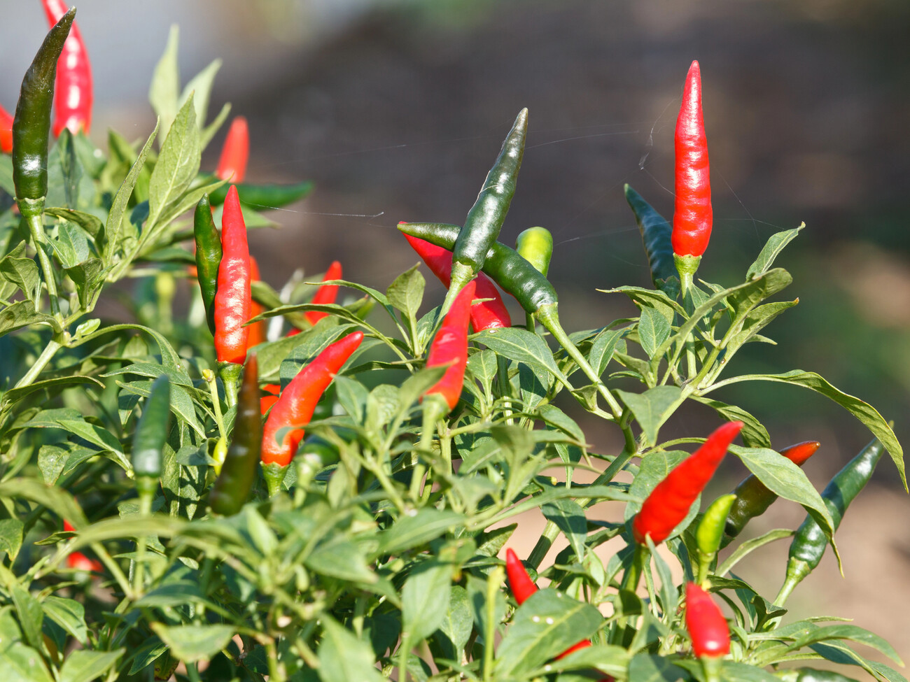 Посійте ці рослини вже в січні, щоб вони встигли розвинутися й дати ...